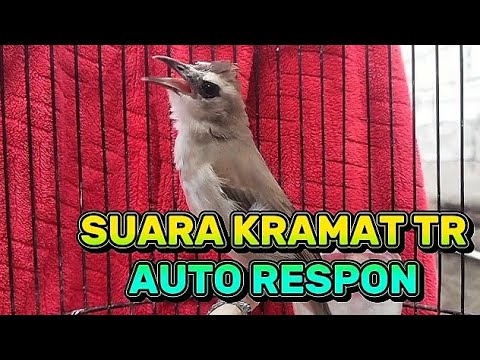 PANCINGAN TRUCUK BAHAN CEPAT RESPON ‼️ SUARA WIK WIK TRUCUK GACOR 