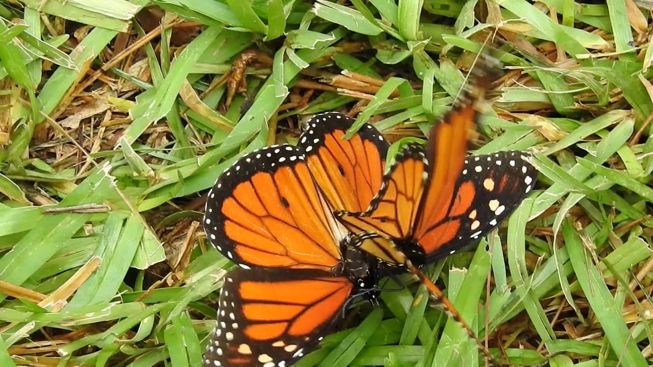 Monarchs butterflies fighting ??? Nov 10 2017 - YouTube