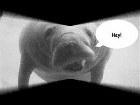 Manatee The Movie - YouTube
