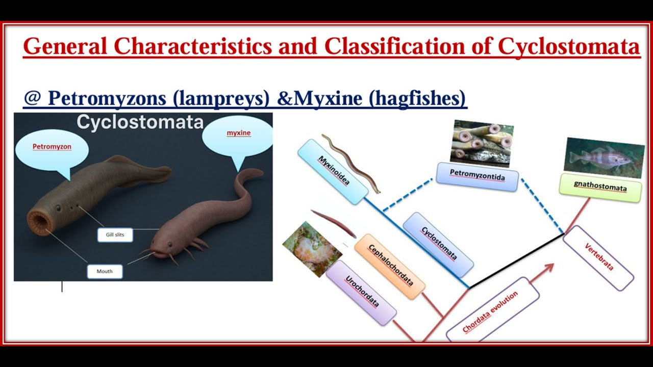 #cyclostomata evolution & characteristics - YouTube