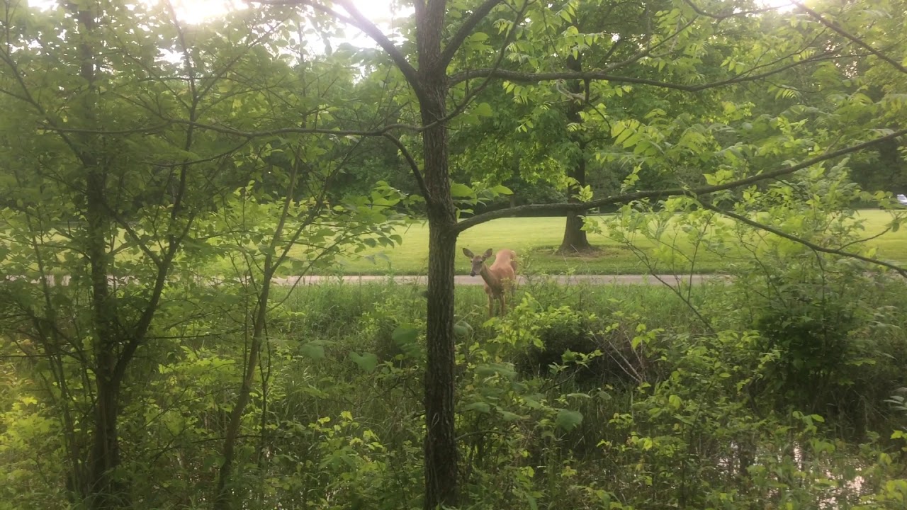 Peaceful Sasquatch encounter on the Westerville Bike Path. - YouTube