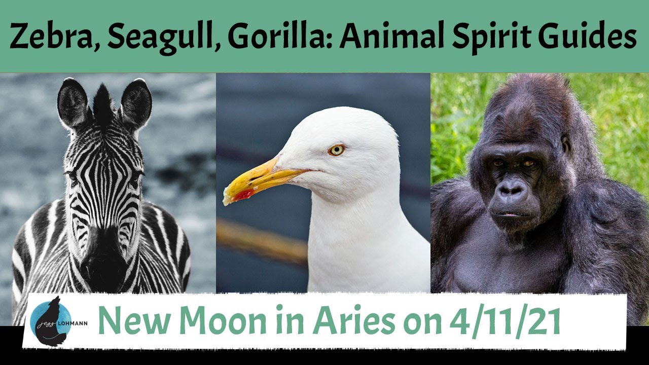 Zebra, Seagull and Gorilla: Your Animal Spirit Guides at the New Moon ...