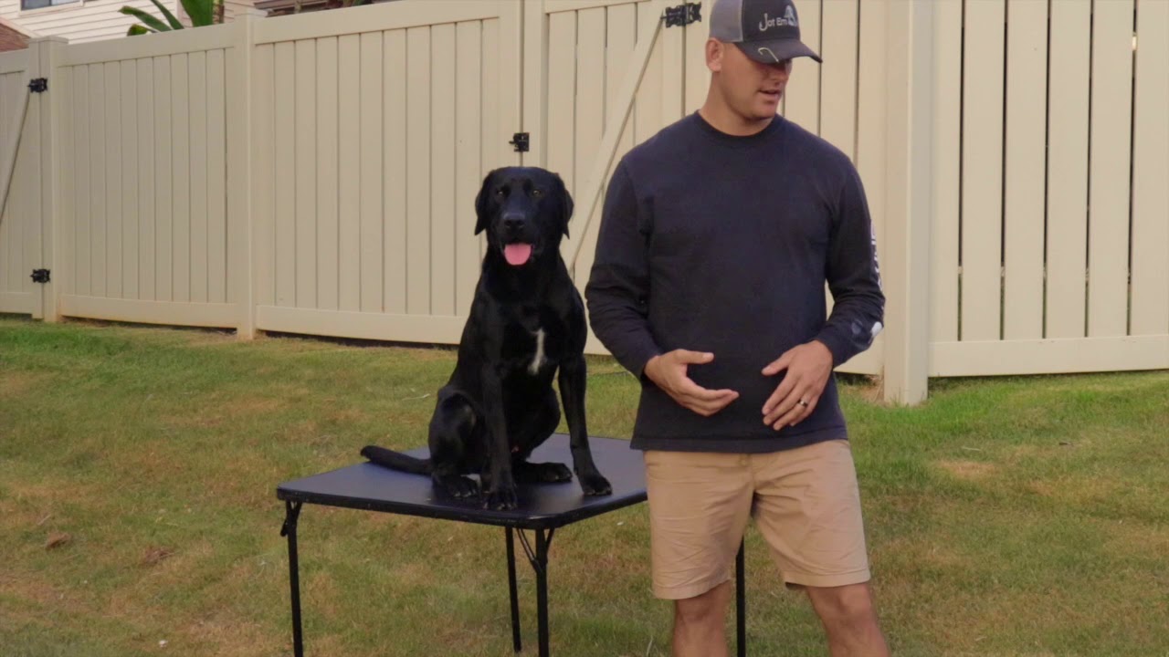 Retriever Training / Teaching Force Fetch / HOLD Video - YouTube