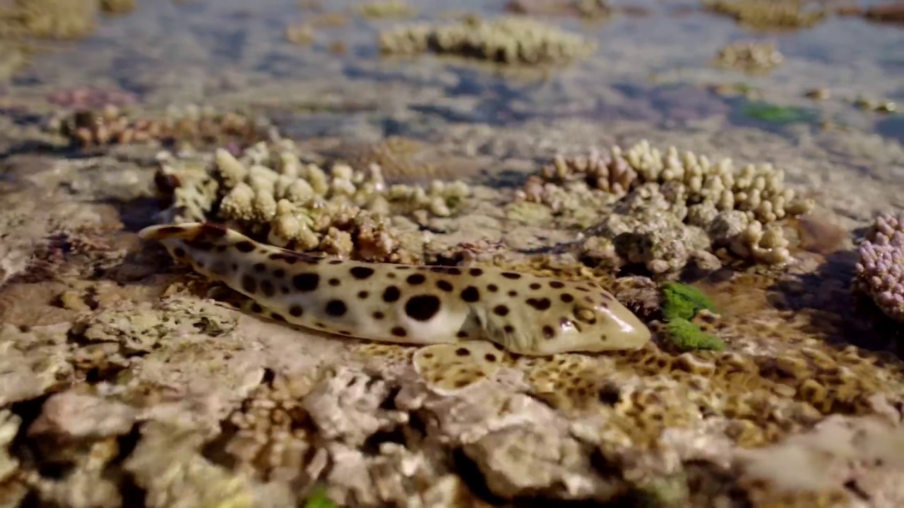 Epaulette Shark Walking