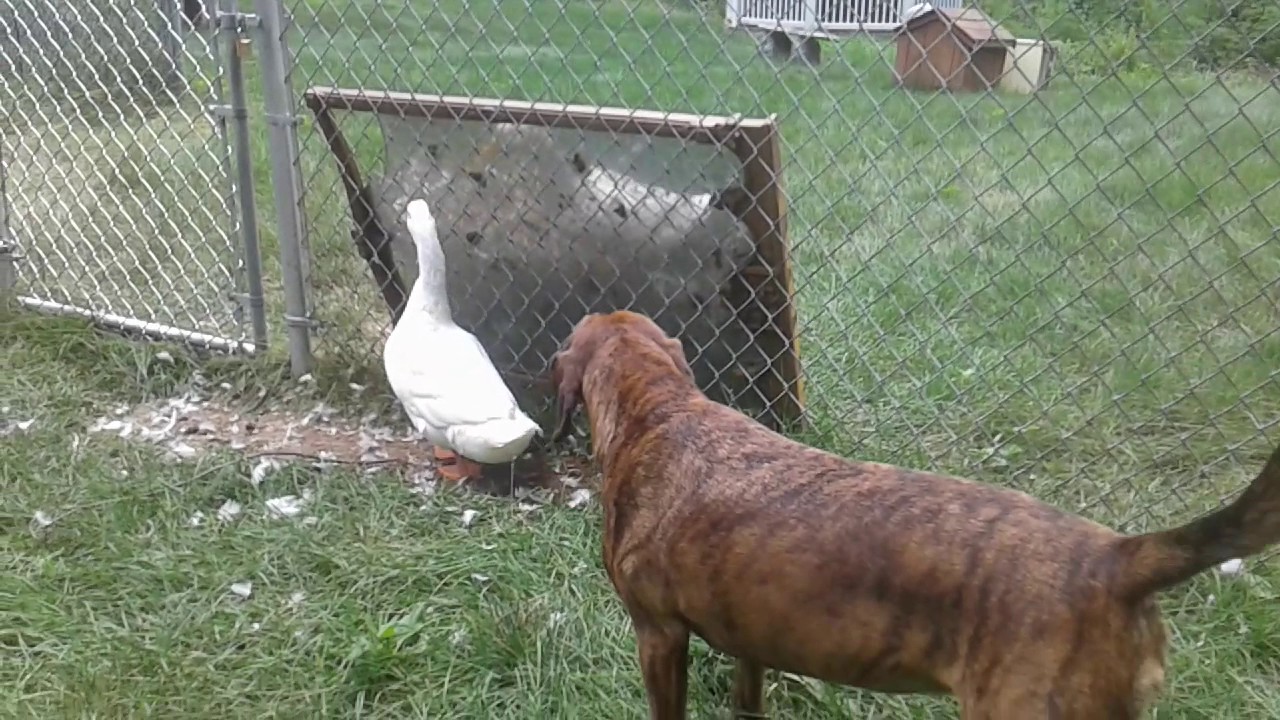 DOG CHASING A DUCK - YouTube