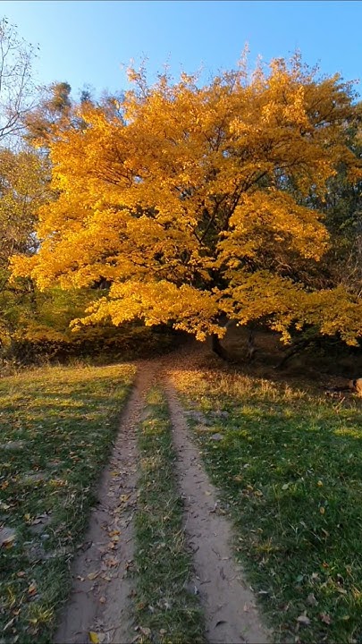 Впізнаєте це дерево Природа України🌳do You Recognize This Tree Nature