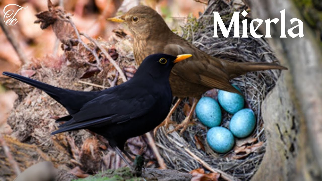 #Mierla - #FAUNA ROMANIEI - Ep 70 - YouTube