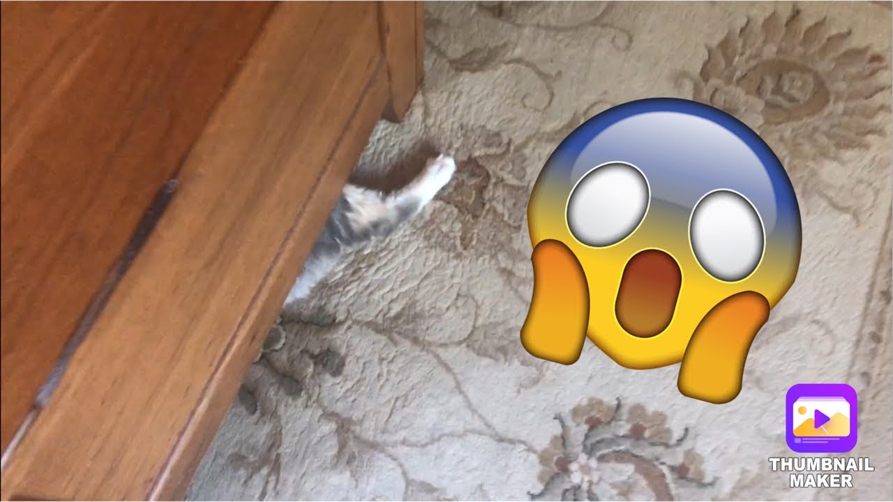 Fat cat’s leg sticks out from under a table - YouTube