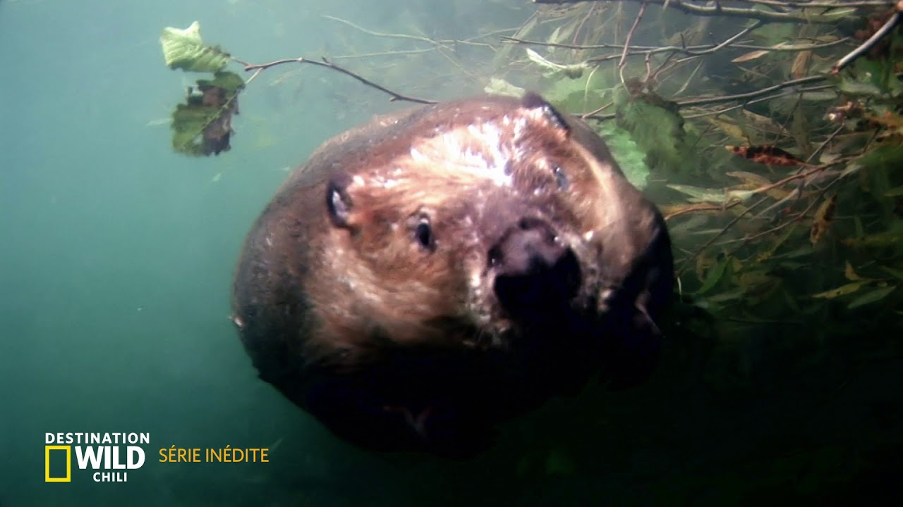 Destination Wild : Chili - YouTube