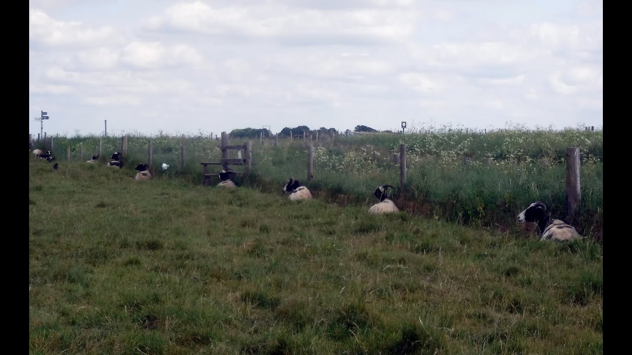 EVEN GOATS ARE NOW PRACTISING SOCIAL DISTANCING! - YouTube