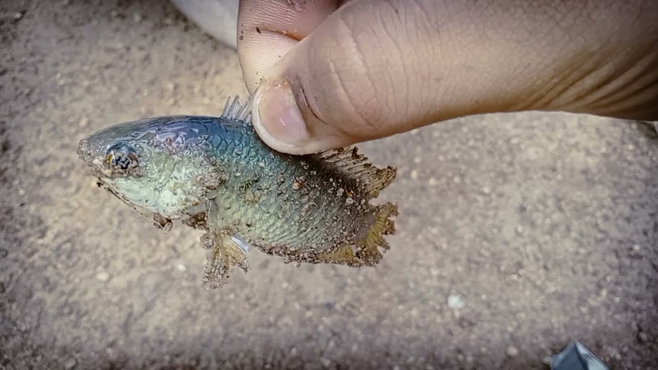 my new varal fish😱 - YouTube