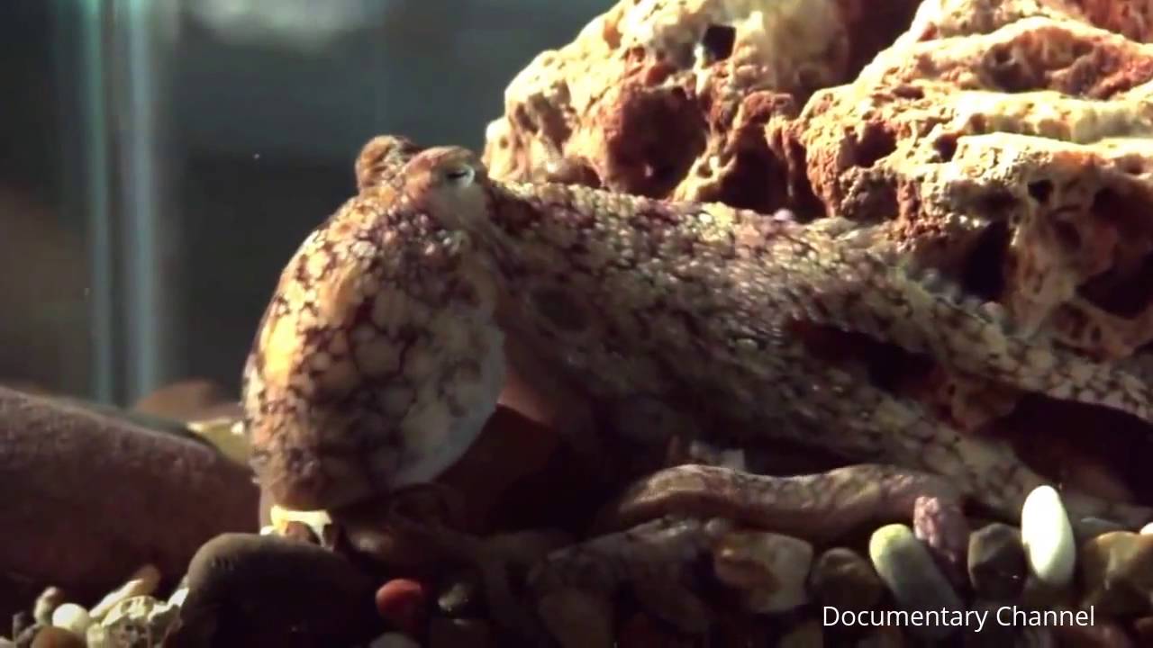 Killers of the Deep Blue Sea The Sea Monsters Documentary Channel - YouTube