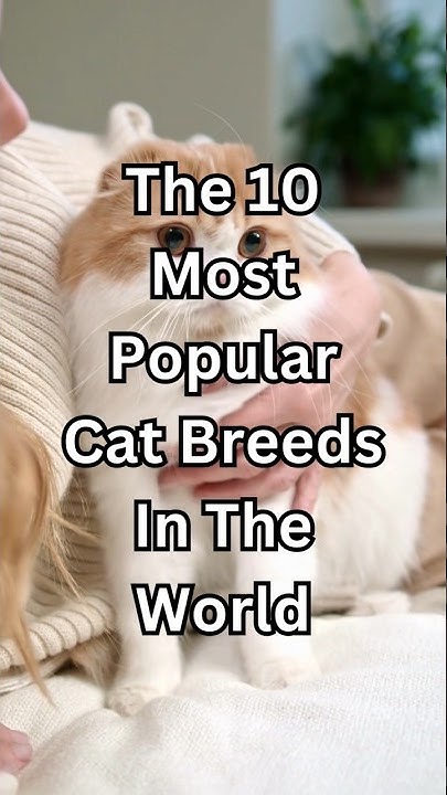 The Top 10 Most Popular Cat Breeds In The World! #shorts #cat #top10 ...