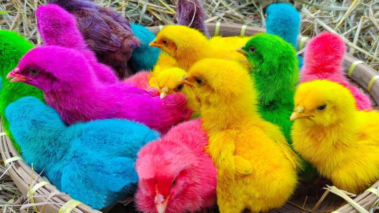 ,colorful baby chicks,color bird chicken,color bird chicken recipe ...