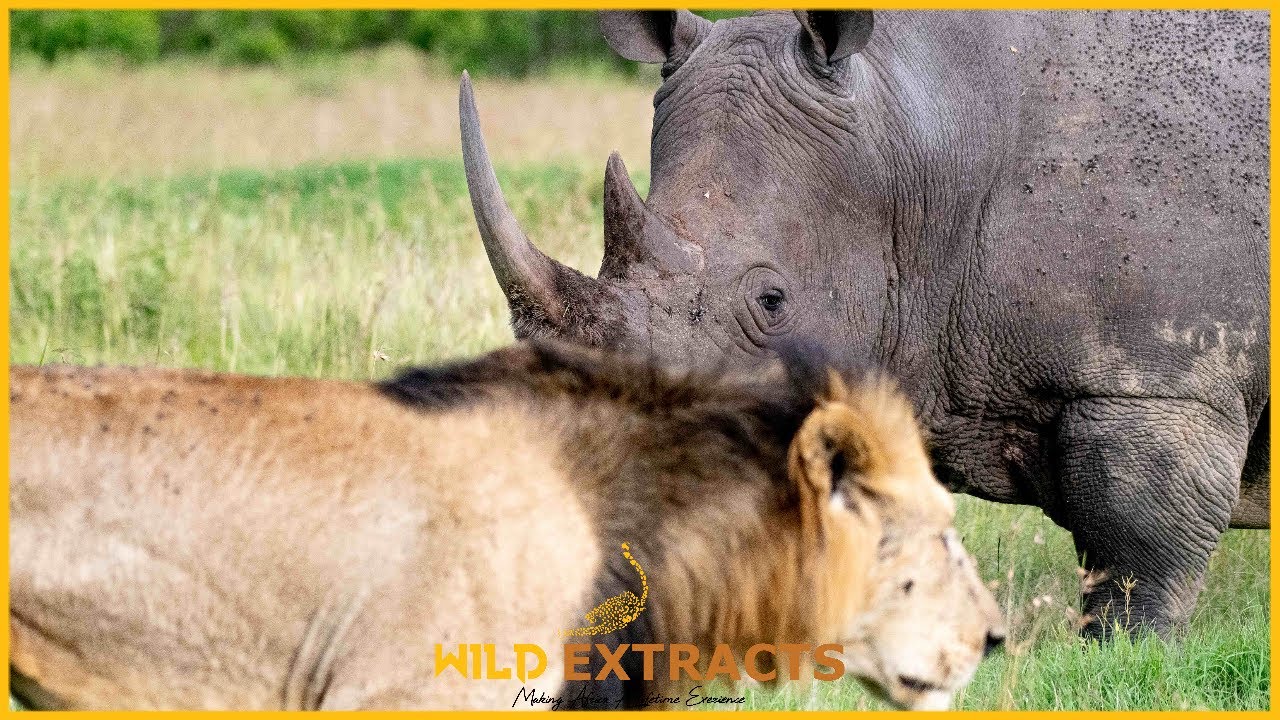 Rhinos || Rhino Vs Lion || Solio Wildlife Sanctuary || Wild Extracts ...