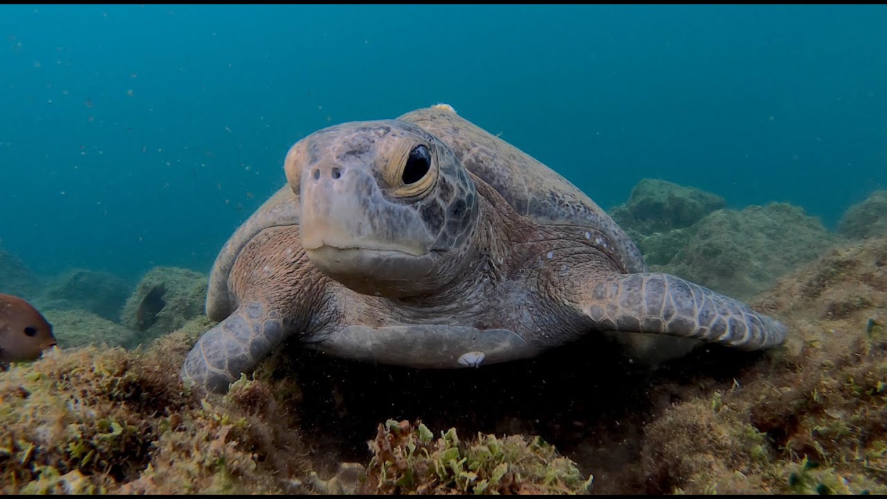 A Relaxing Turtle Morning - YouTube