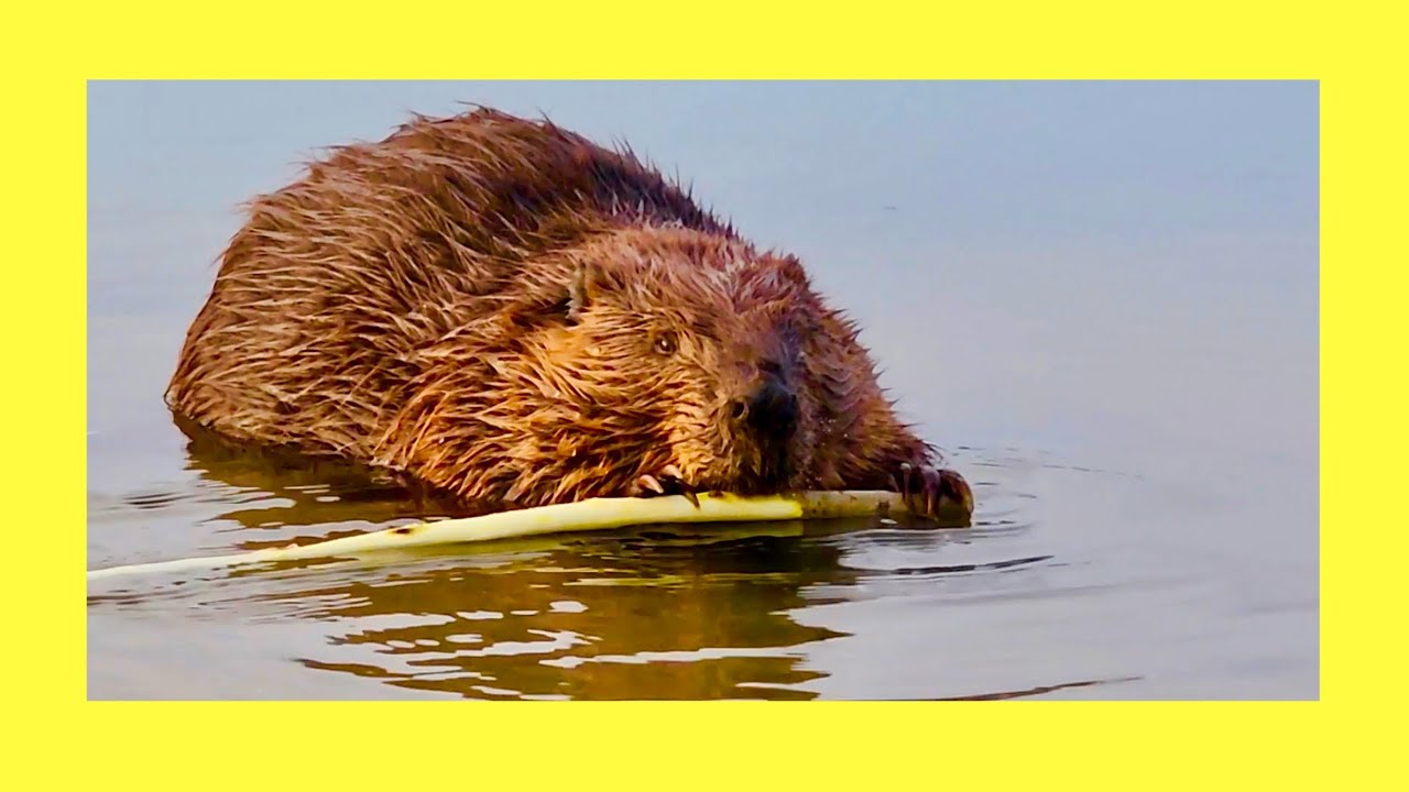 An URBAN BEAVER Chewing on a Branch - YouTube