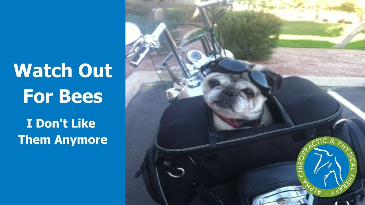 Watch Out For Bees: I Don't Like Them Anymore - YouTube