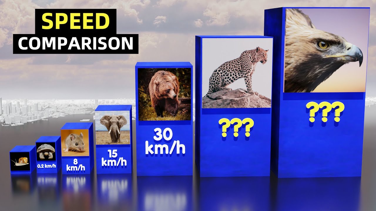 3D Comparison: Animal SPEED - YouTube