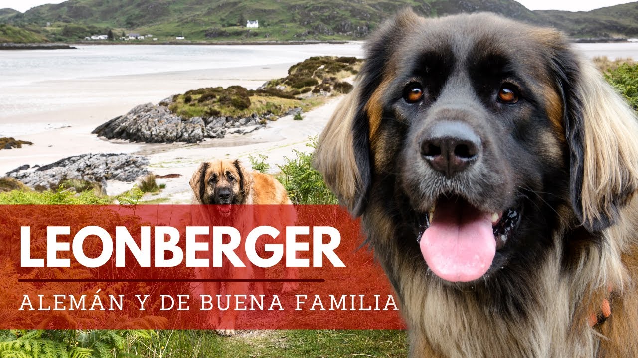 Perro Leonberger – Todo sobre la raza | Terránea - YouTube