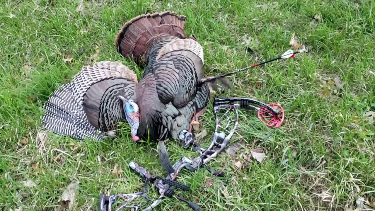 2019 Gobbler Harvested with my Obsession Fusion 7 (Cell Phone through ...