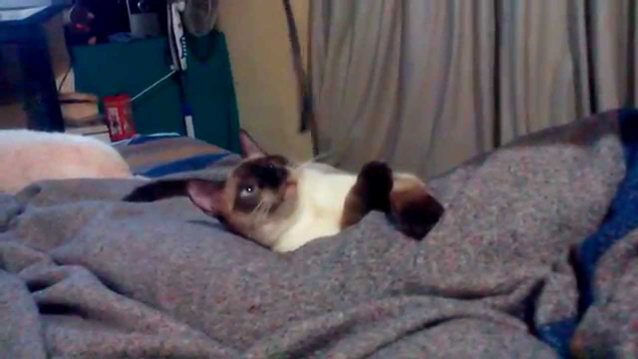 El gato con botas más tierno - YouTube