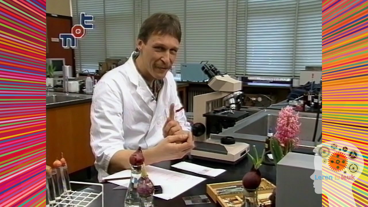 Mitose Ui Worteltop Interfase