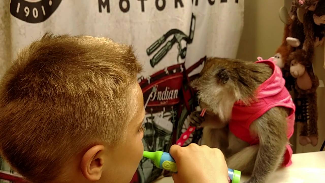 Monkey tries Ninja Turtle Toothpaste - YouTube