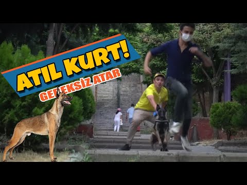 KÖPEKLE GEREKSİZ ATAR #3 - ( ATIL KURT! )