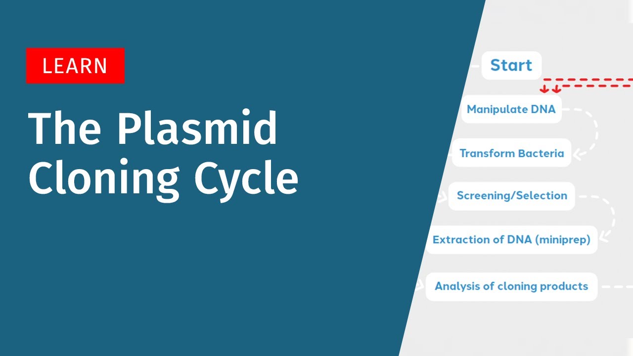 The Plasmid Cloning Cycle - YouTube