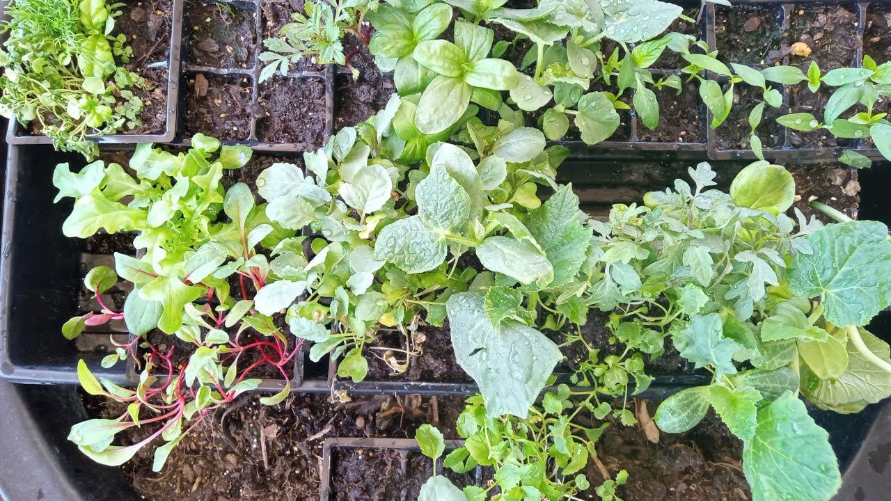garden transplants and quick tour of my patio garden - YouTube
