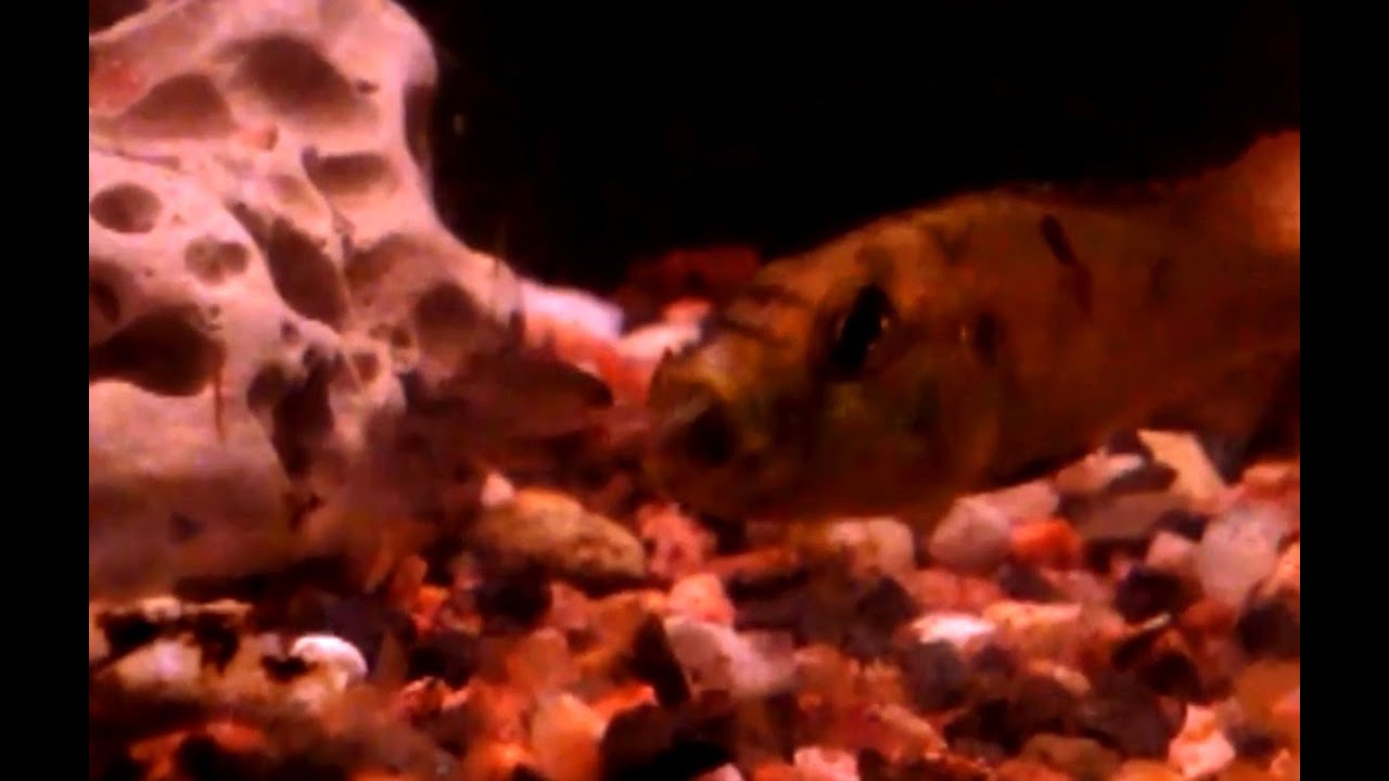Mouthbrooder cichlid releasing fry naturally [Slow Motion] [HD] - YouTube