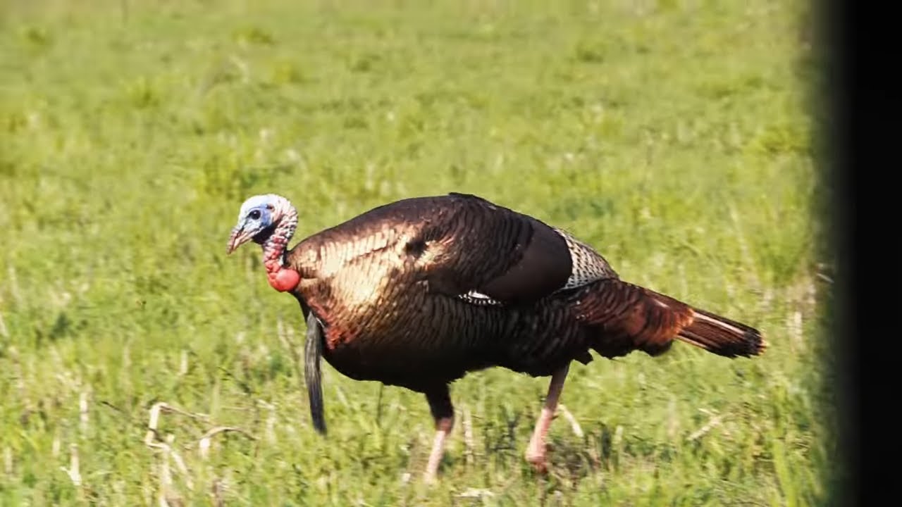 Nap Time Surprise Turkey Hunt 2018 - YouTube