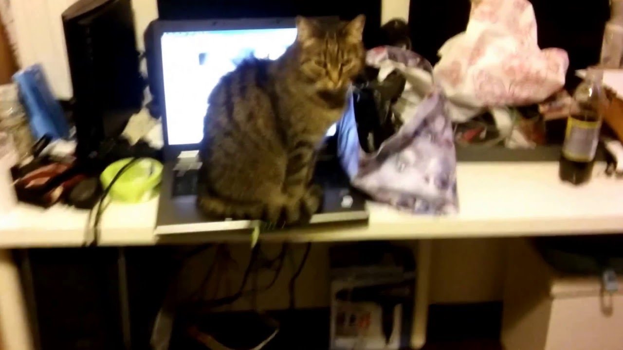 Cat Virus Youtube