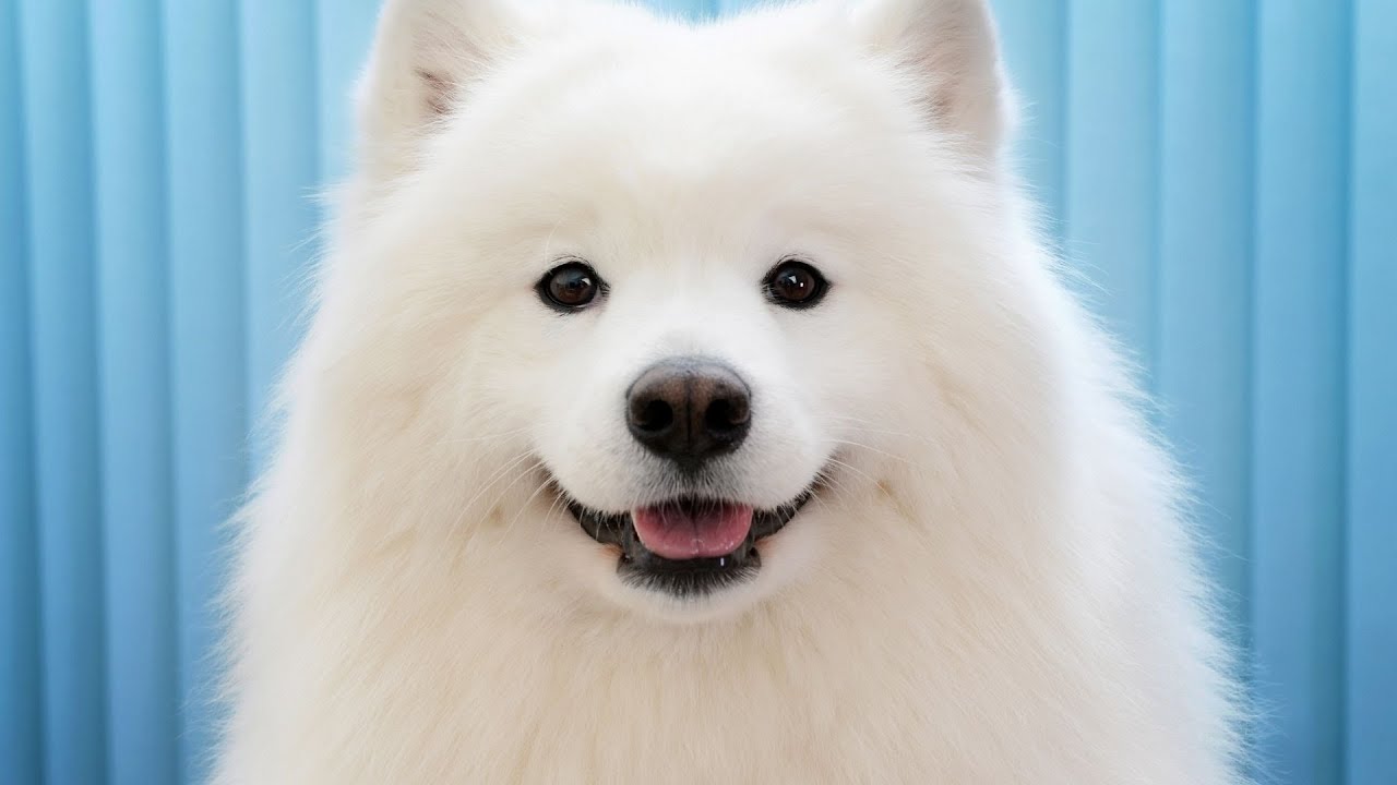 How to Groom a Samoyed: Exploring the Different Coat Variations - YouTube