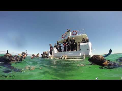 SWIMMING WITH DOLPHINS | Rockingham, WA - YouTube
