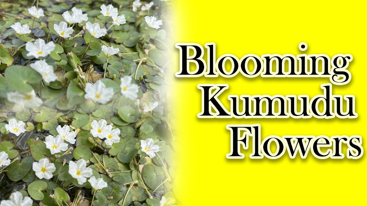 Blooming Kumudu Flowers(time - lapse) - YouTube