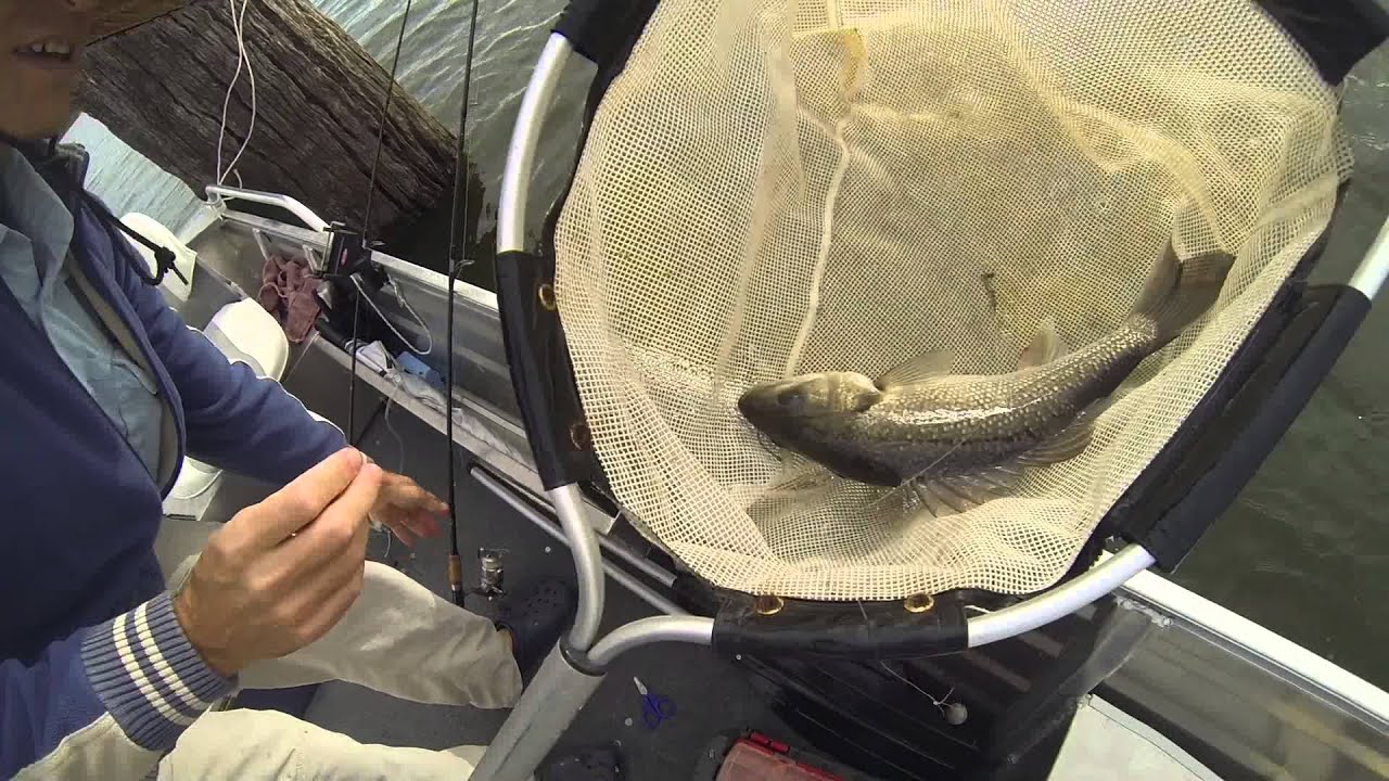 North Pine Dam | 63 bass - YouTube