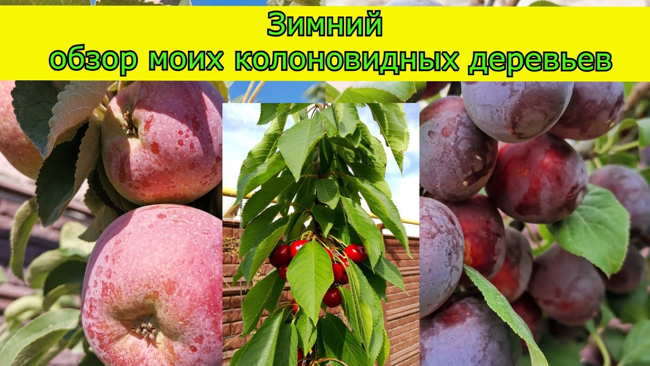 Обзор моих колоновидных/ узкопирамидальных фруктовых деревьев.///My ...