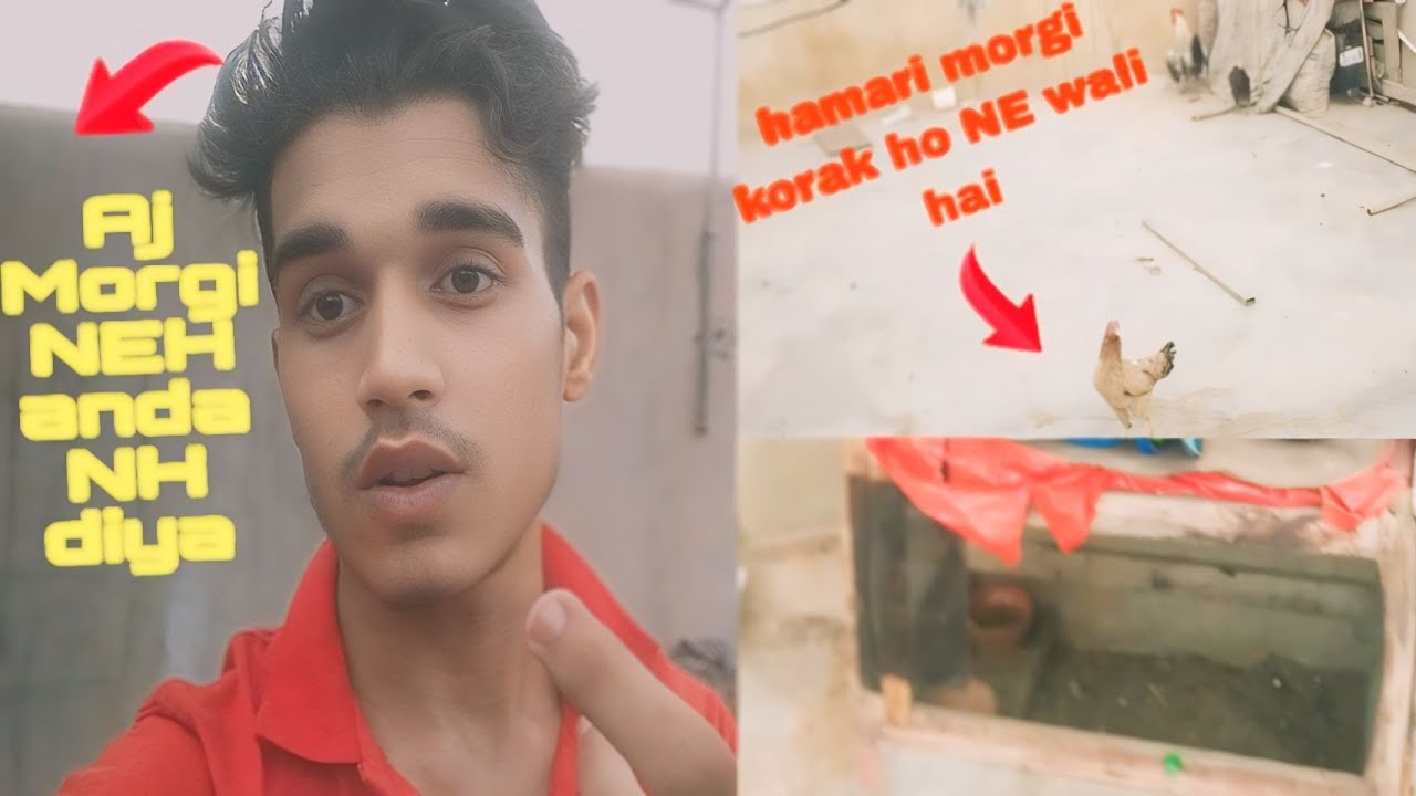 Aj Morgi Neh Anda NH Diya | Hamari Morgi Korak Hone Wali Hai |M k pets ...