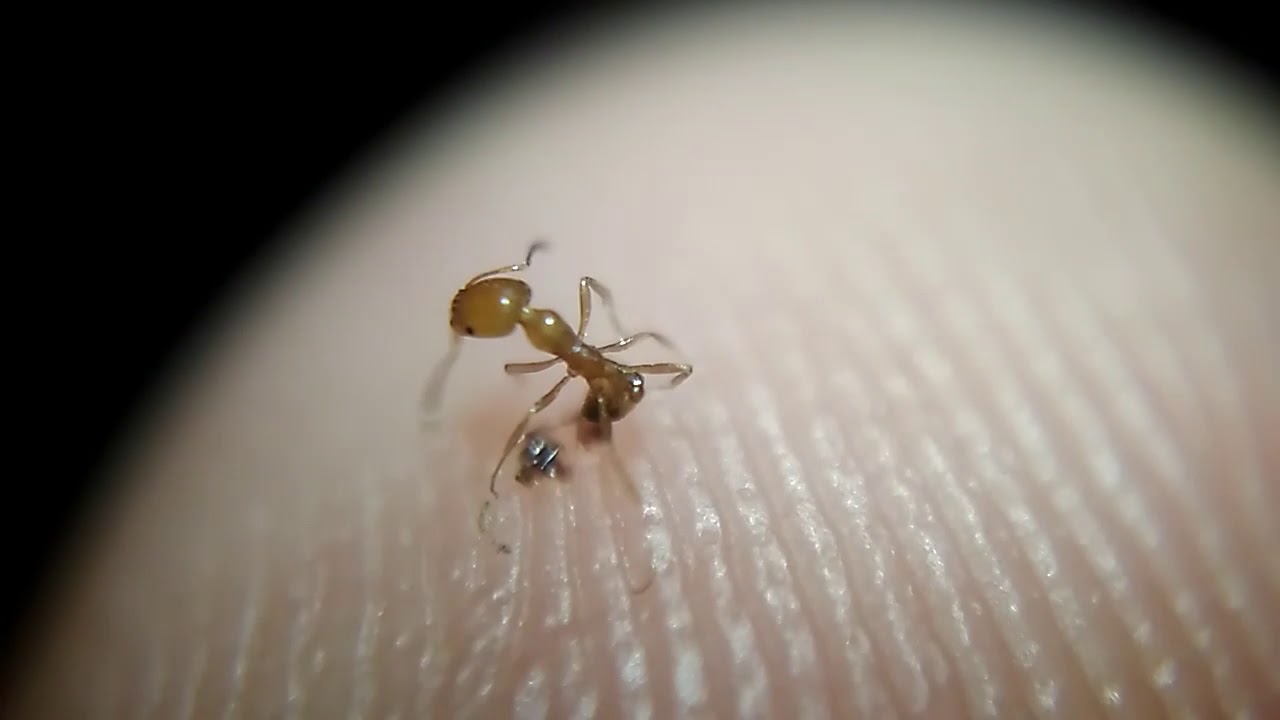 What happens when you play with an ANT with your fingers - YouTube