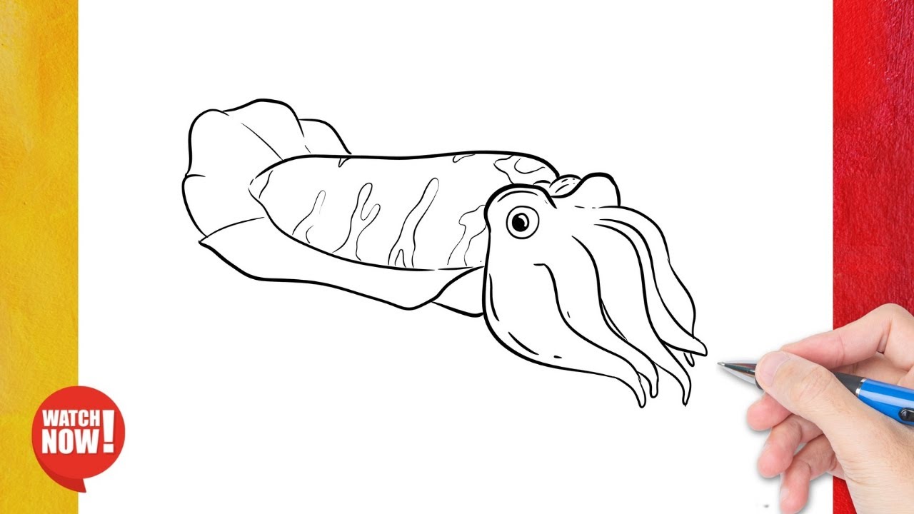 How to Draw Cuttlefish - YouTube