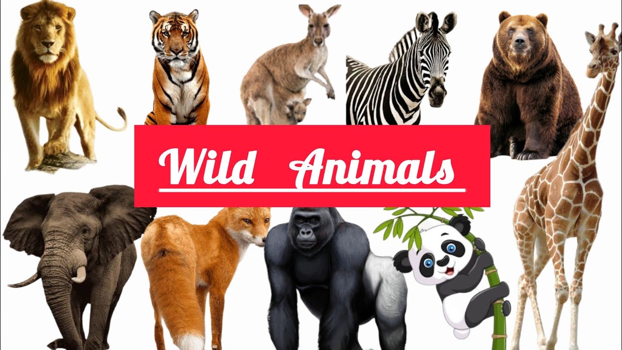 10 Wildlife Animals Name With Picture& Video||जंगली जानवरो के नाम फोटो ...