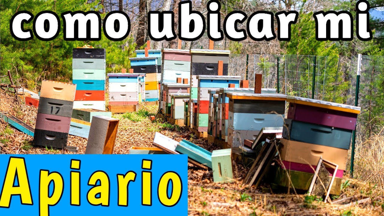 🐝 8 Pasos para Instalar un Apiario Exitoso 😎 - YouTube