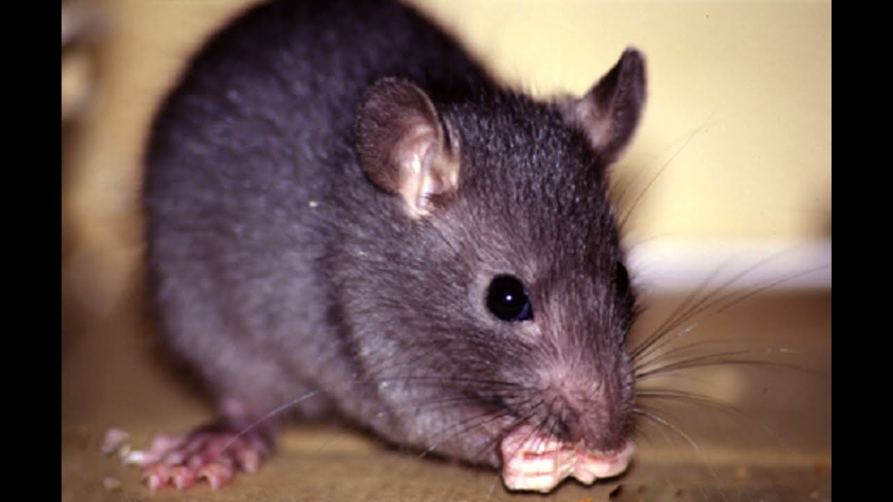 Som De Rato - Barulho de Rato - YouTube