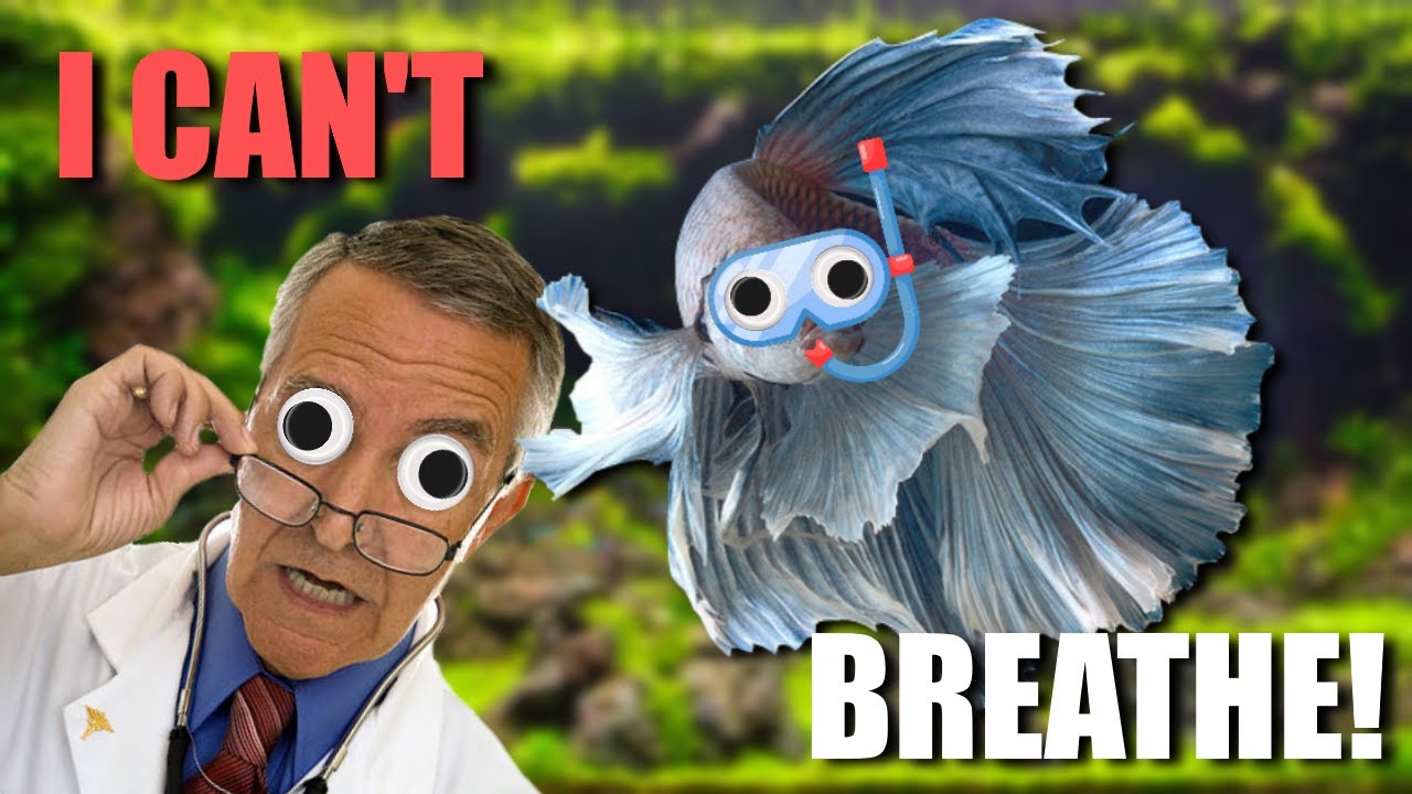 How Do I Add Oxygen To My Fish Tank? - YouTube