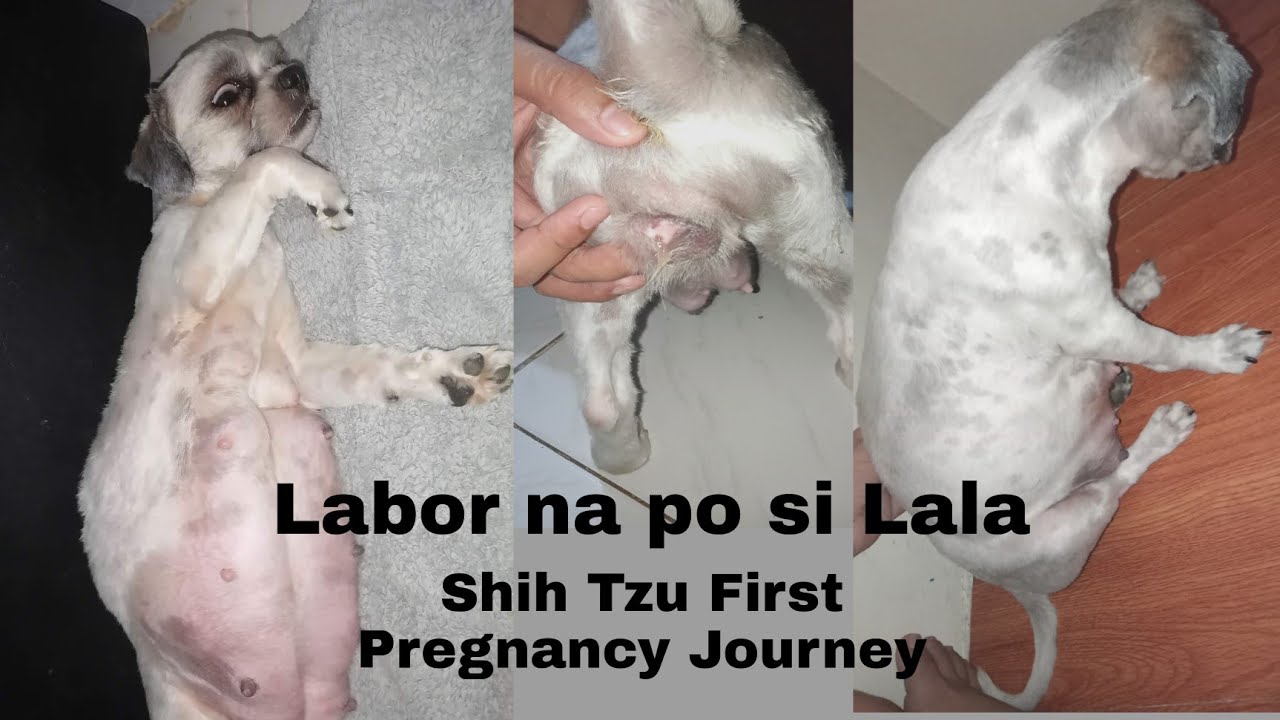Shih Tzu Labor | Our baby Lala Soon to be a mommy |Sign na malapit ng ...