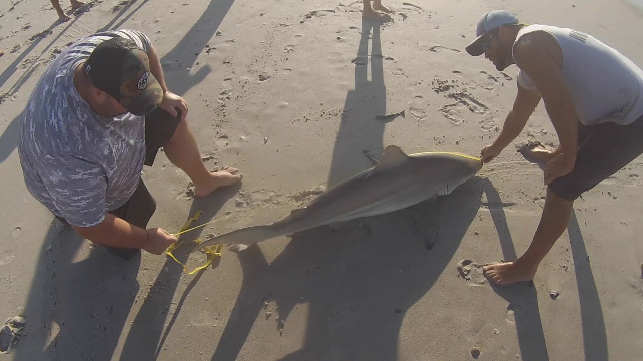 N.C surf fishing sharks - YouTube