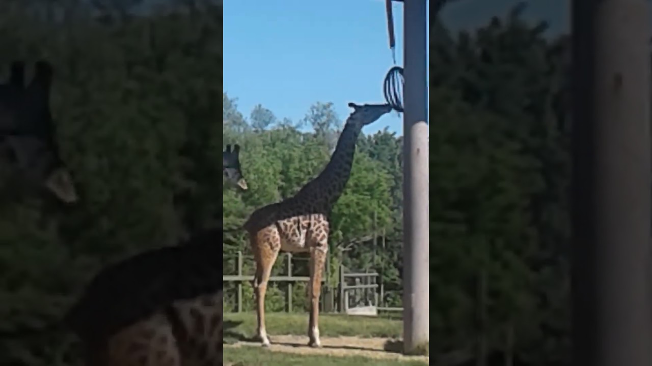 Giraffe Urination - YouTube