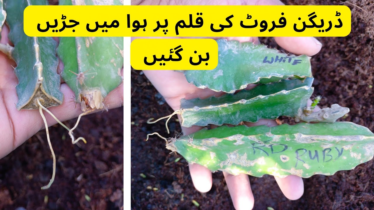 Dragon Fruit Cuttings Producing Roots In Air | Rare Garden - YouTube